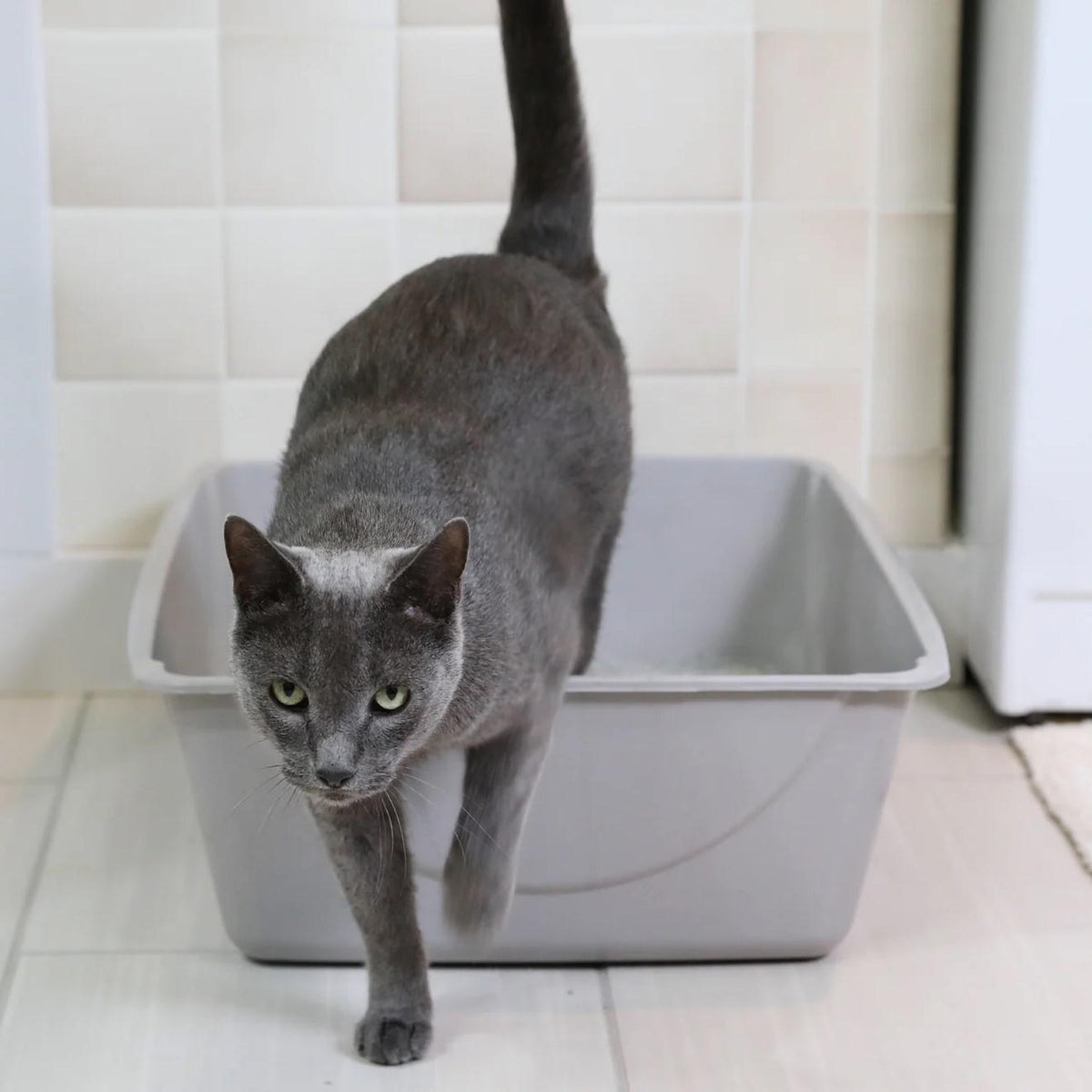 Petmate Basic Litter Box – DistrictDog_BK